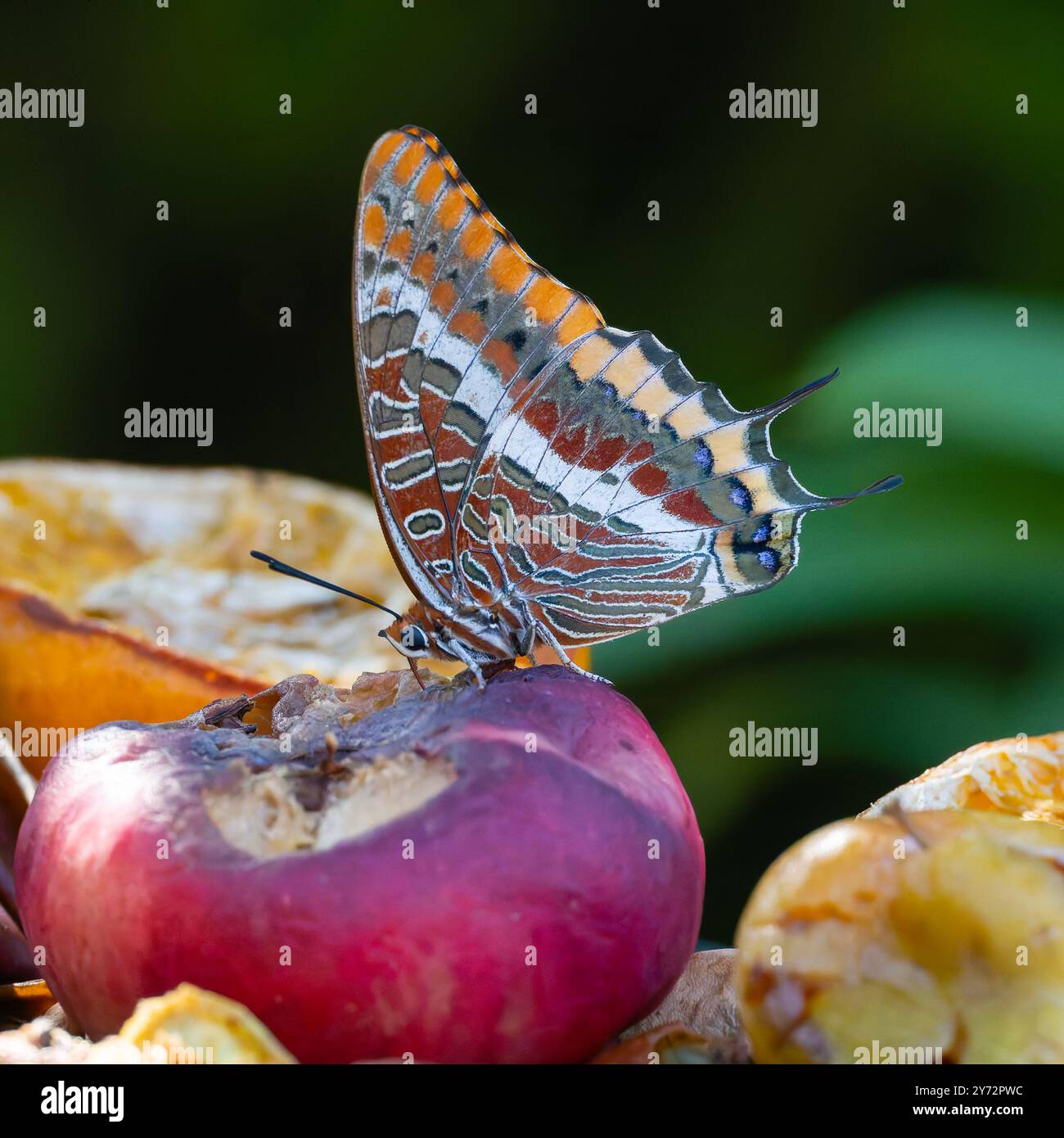 Charaxes jasius, the two-tailed pasha Stock Photo - Alamy