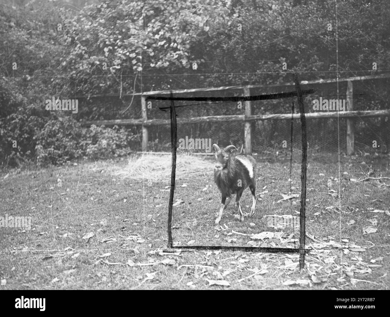 Prized sheep Black and White Stock Photos & Images - Alamy