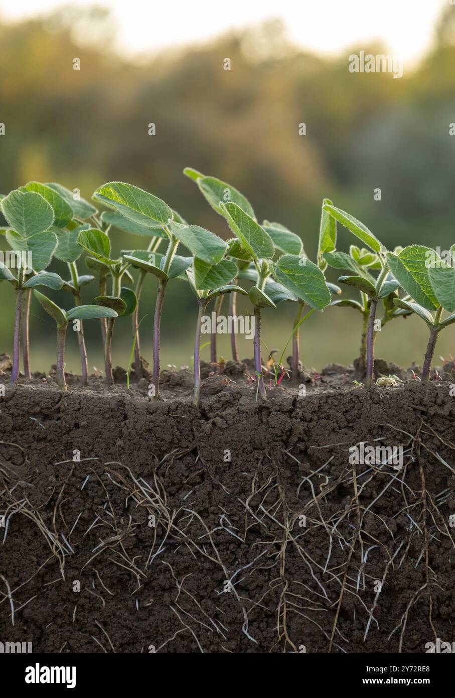 Soybean plants root hi-res stock photography and images - Alamy
