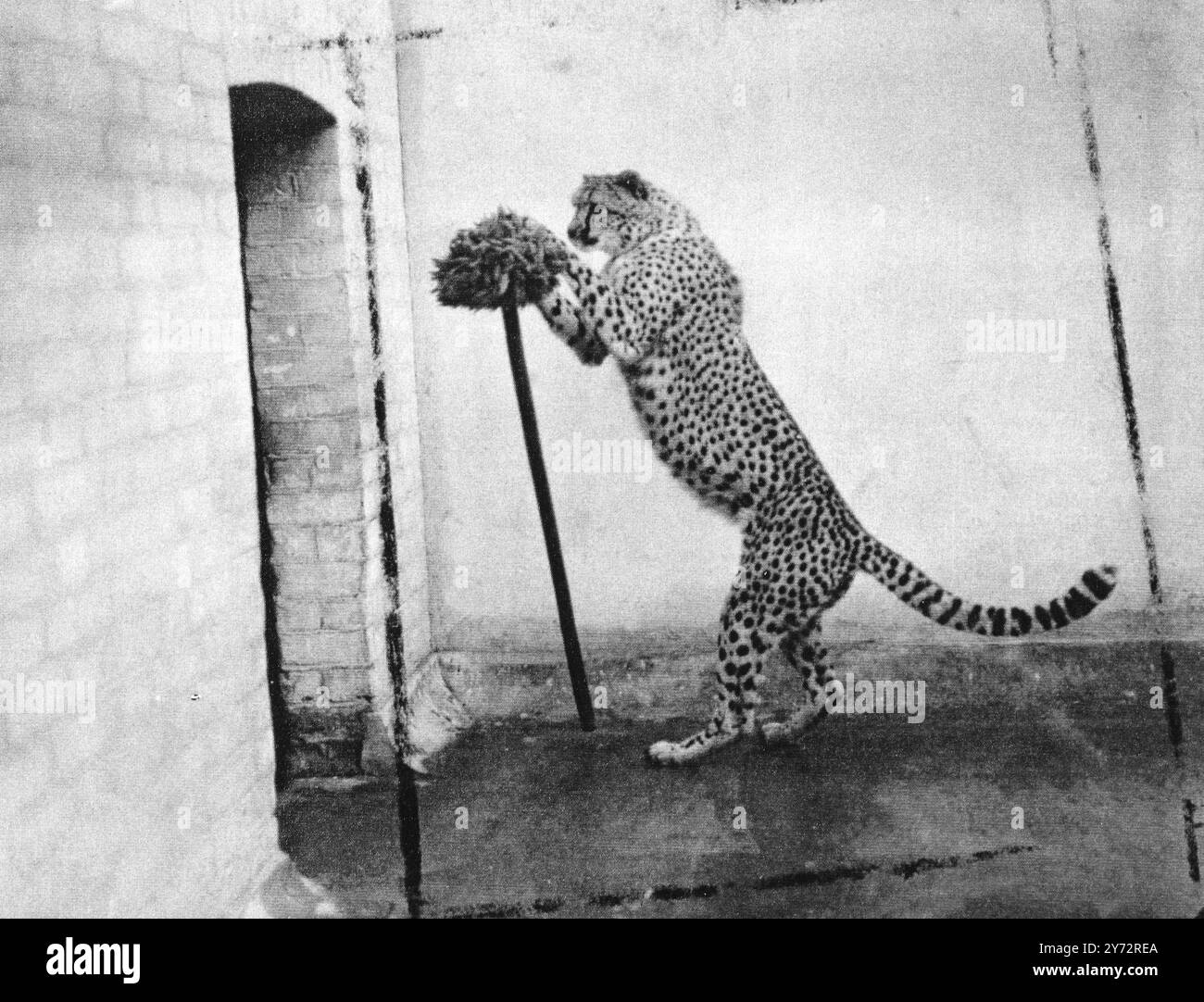 Diane, a cheetah at the London Zoo, means to keep fighting fit during ...