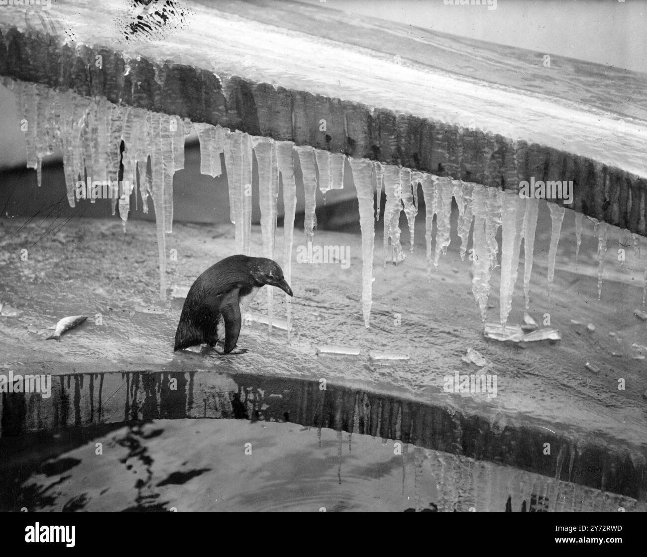 This South African penguin, used to warmer climate of the Cape, is too ...