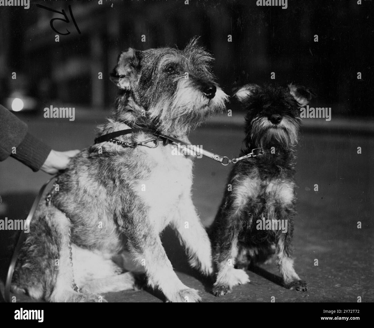 Michael Von Wienberg (larger) is a well-known character in schnauzer ...