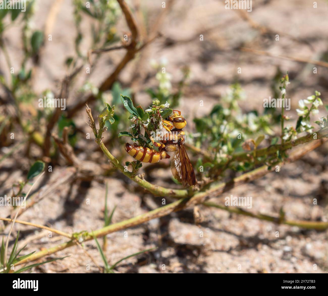 Typical weevil wasps hi-res stock photography and images - Alamy
