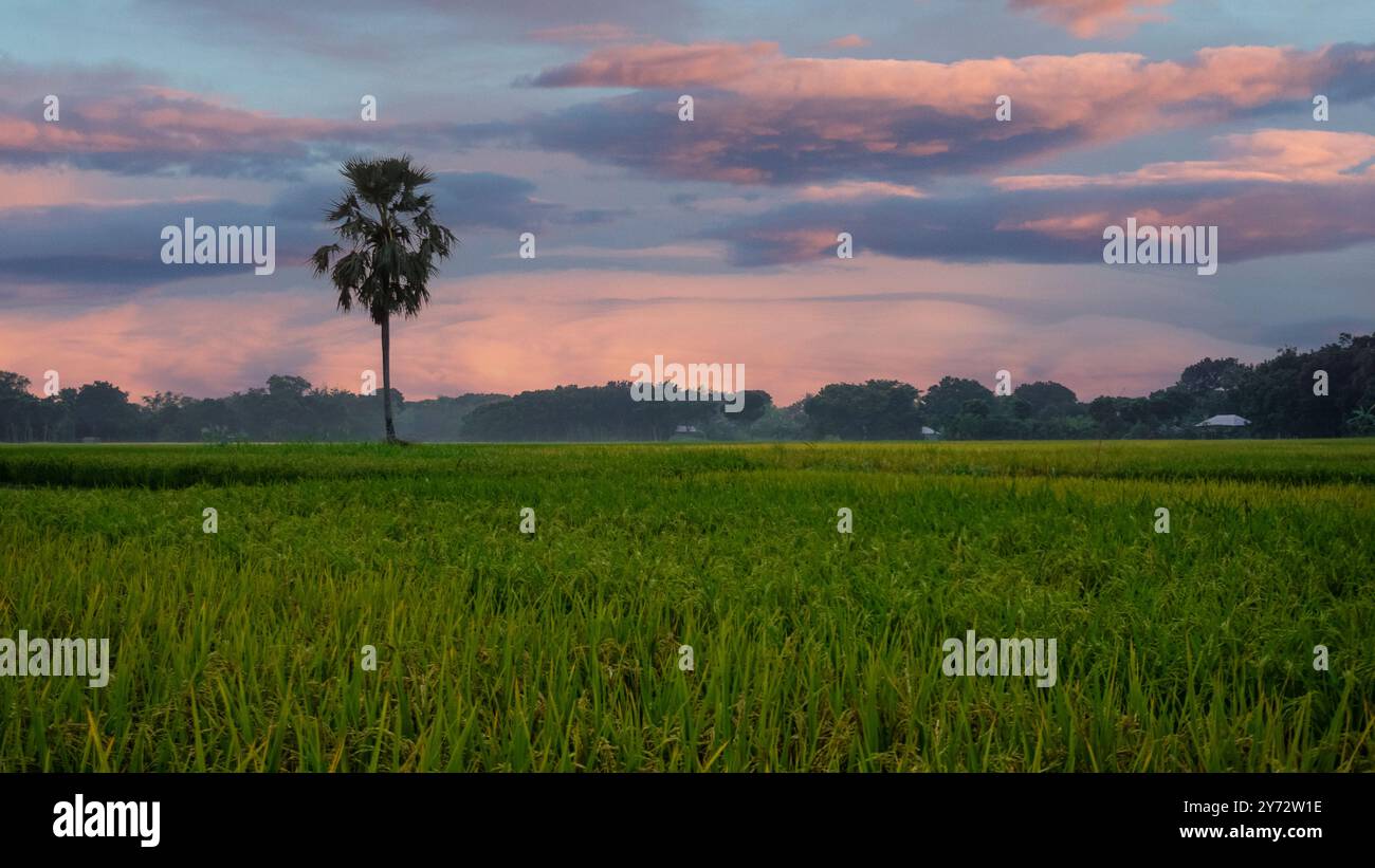 Beyond the blue sky are green paddy fields. The village of Bangladesh ...