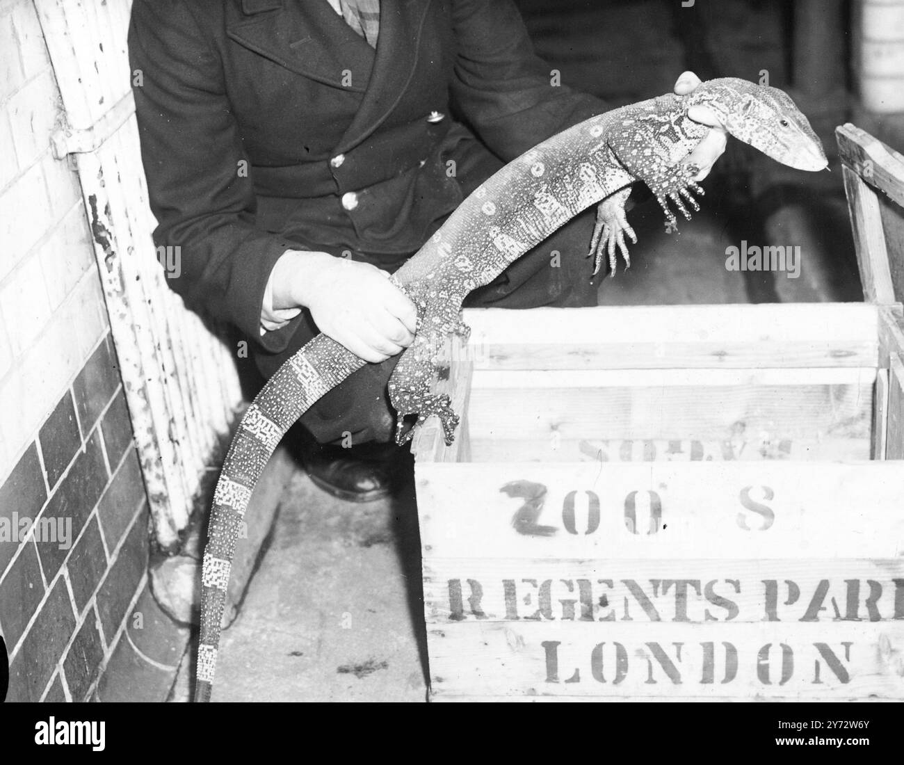 This Nile Monotor Lizard has just arrived at the London scene from West ...