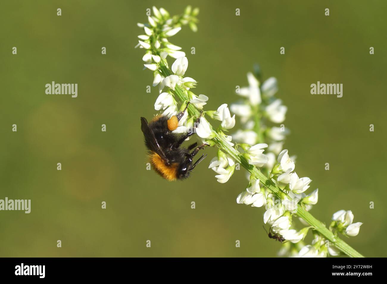 Common carder bee (Bombus pascuorum), family Apidae on white flowers of ...