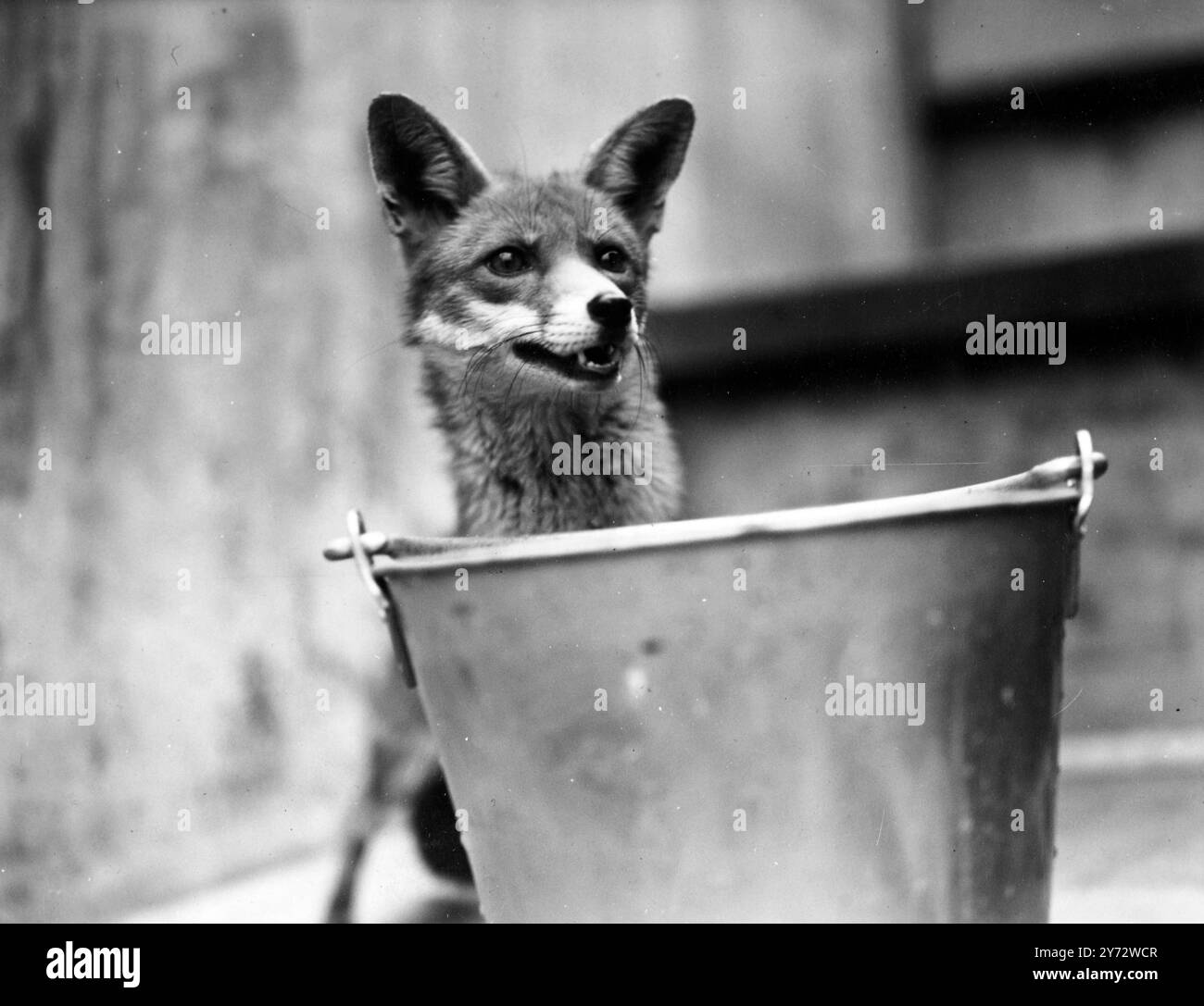 20th century fox 1946 hi-res stock photography and images - Alamy