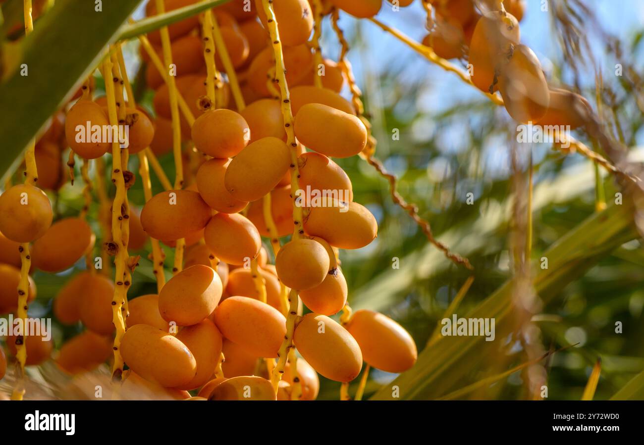 Dates palm branches with ripe dates Stock Photo - Alamy
