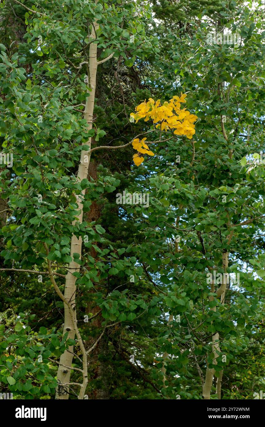 The first sign of fall in Colorado: one branch of an aspen has changed ...