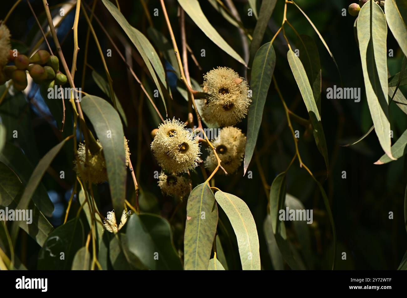 Eucalyptus flower photography hi-res stock photography and images - Alamy