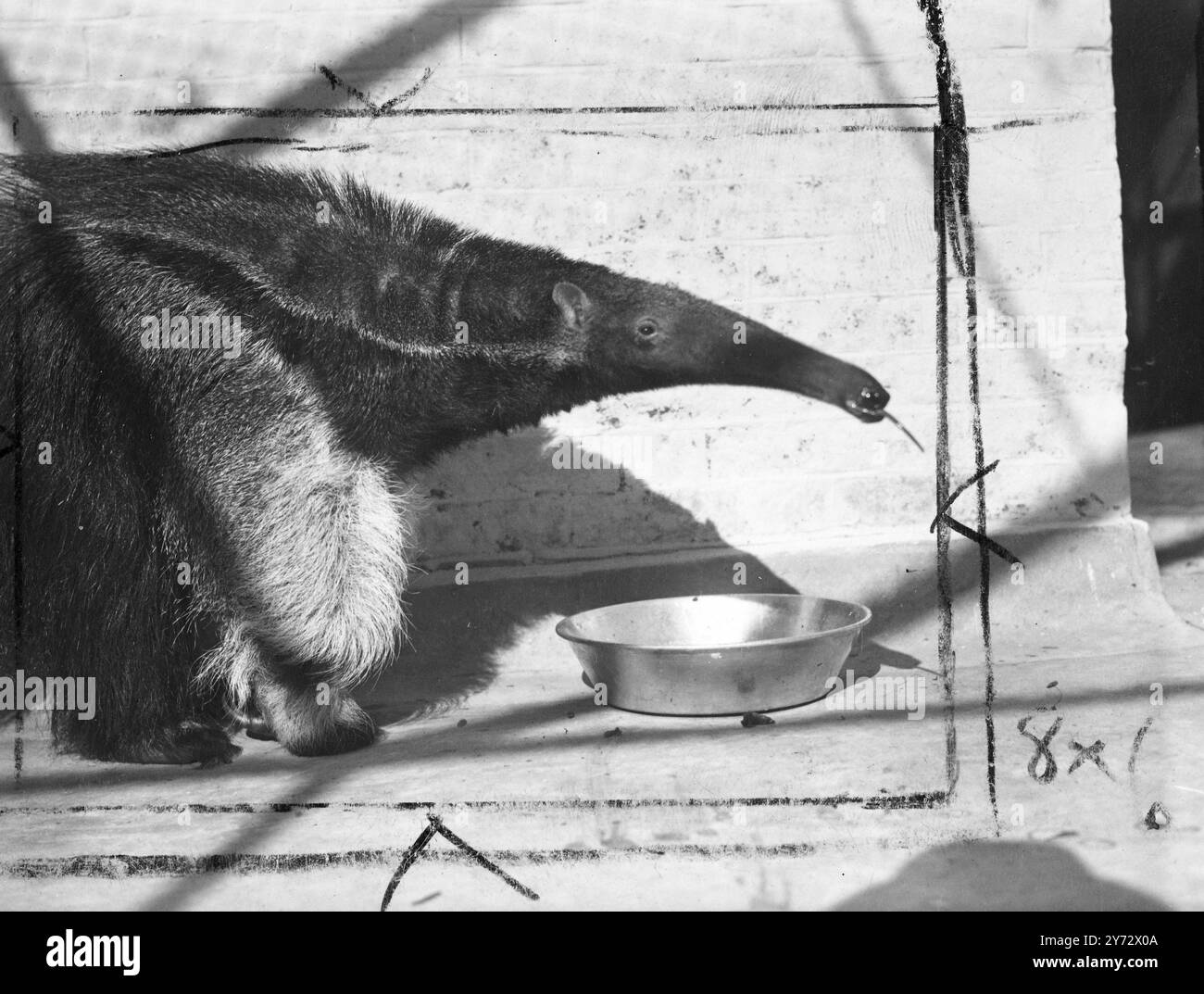 The far-reaching possibilities of this giant anteater, newly arrived at ...