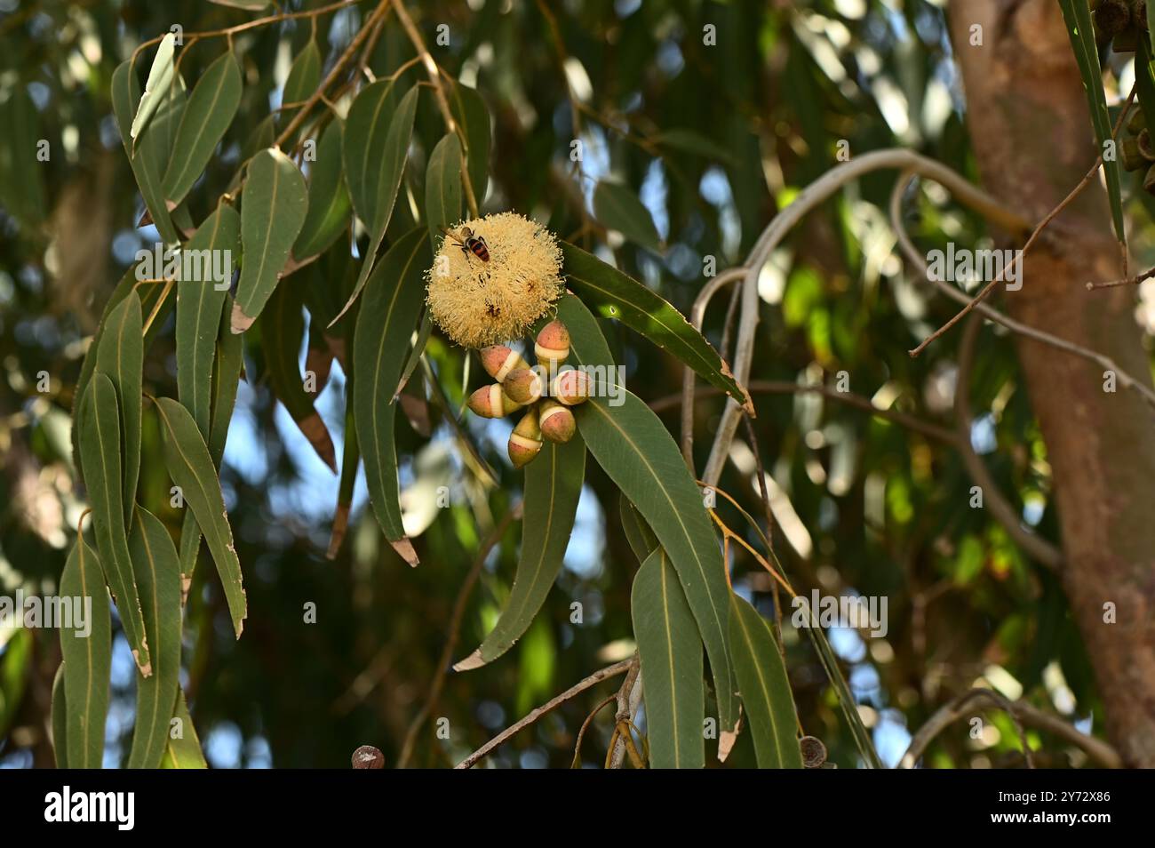 blossoms and grey green leaves of the Australian native mallee tree ...