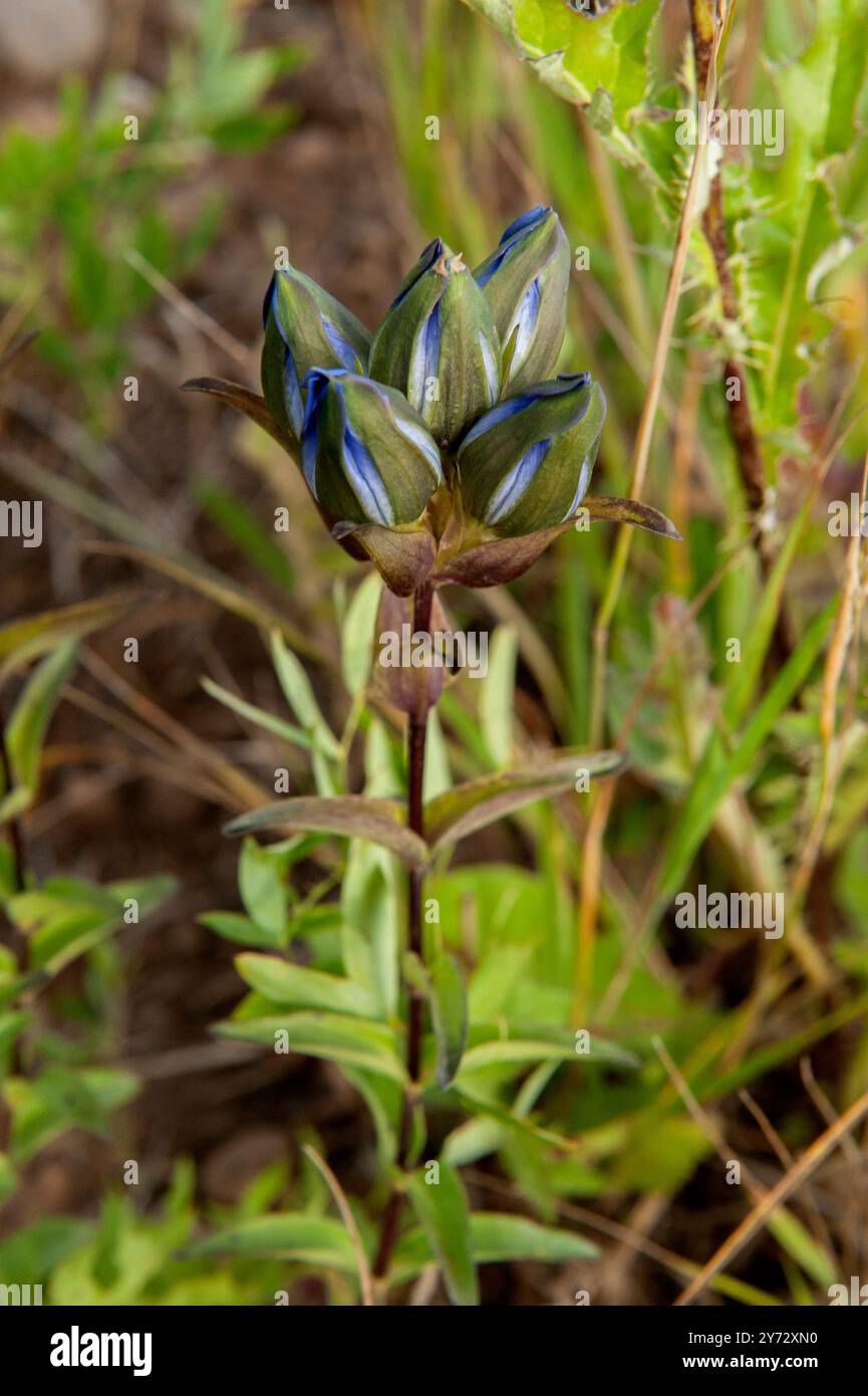 Presumed to be a Parry's Gentian (Gentiana parryi) found on Colorado's ...