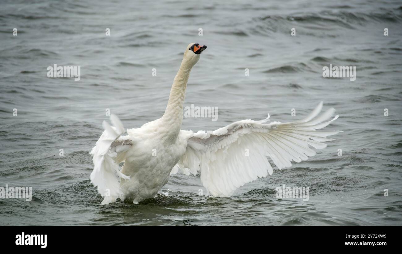 a swan spreads his wings, stretches his neck and splashes Stock Photo ...