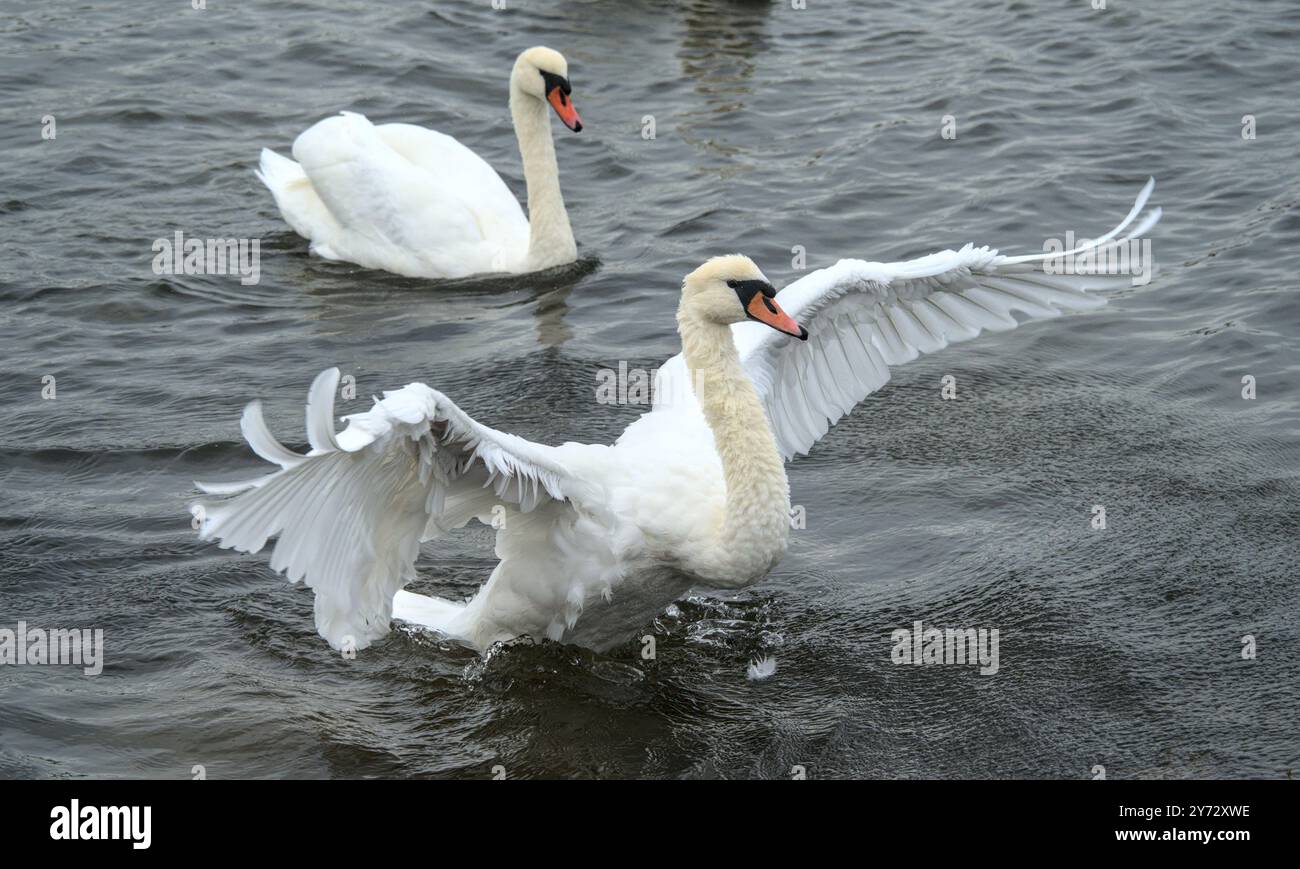a swan spreads his wings, stretches his neck and splashes Stock Photo ...