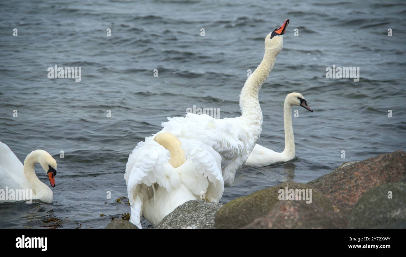a swan spreads his wings, stretches his neck and splashes Stock Photo ...