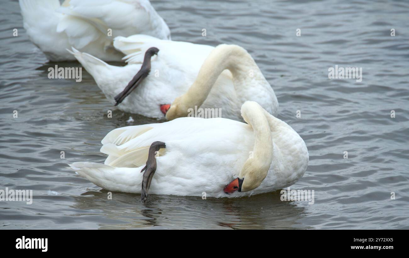two swans are cleaning their plumage in symmetry Stock Photo - Alamy
