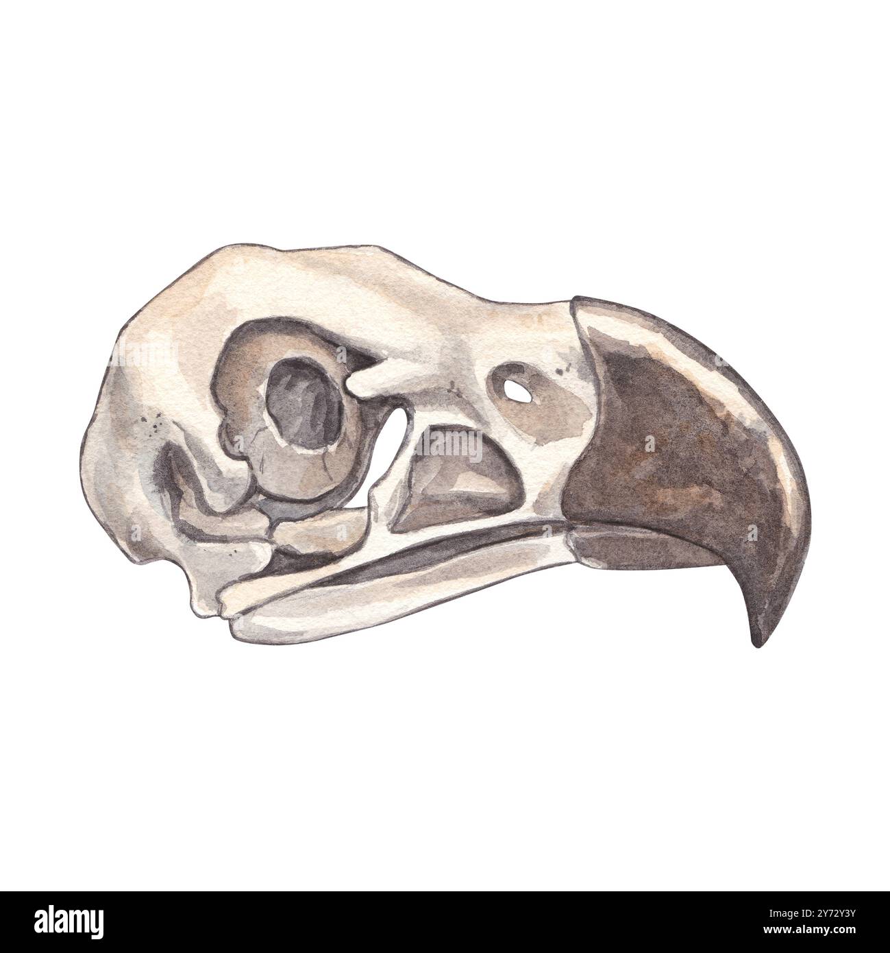 Eagle skull. Watercolor hand drawn illustration of a bird skeleton ...