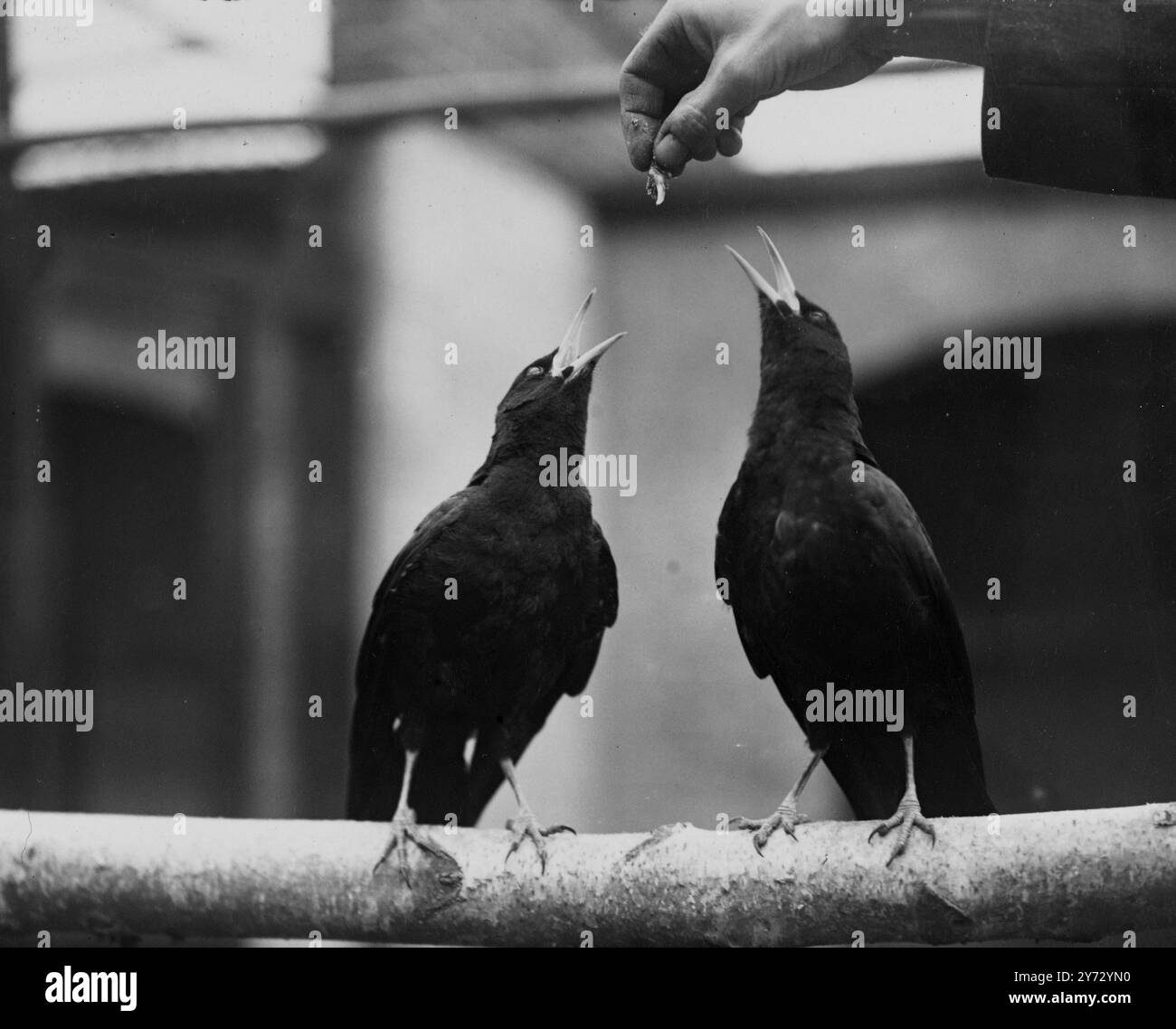 Birds being fed at the London Zoo, Regents Park. Undated Stock Photo ...