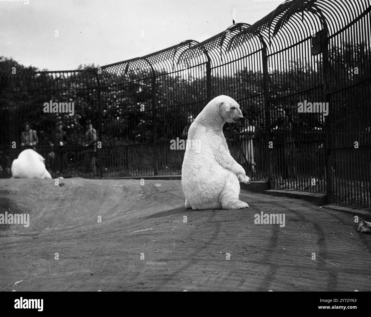 Polar Bears at the London Zoo, Regents Park. Undated Stock Photo - Alamy