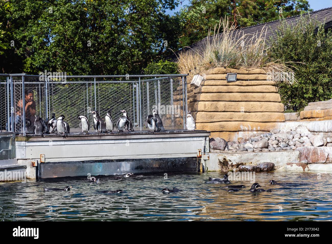 Young woman at the zoo looking at penguins. Copenhagen, Denmark ...