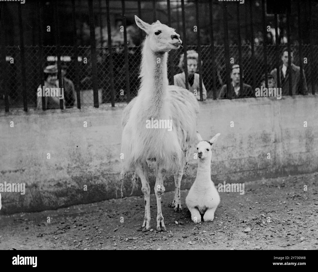 Baby llama makes its bow. Paul, three-day-old baby llama at the London ...