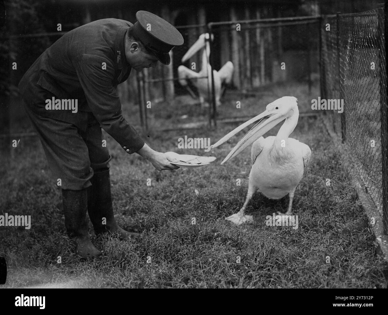 White ring on bill Black and White Stock Photos & Images - Alamy