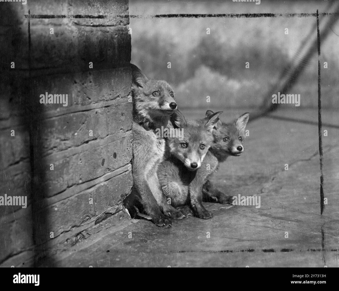 The Little foxes. A recent addition to the London Zoo's nursery of ...