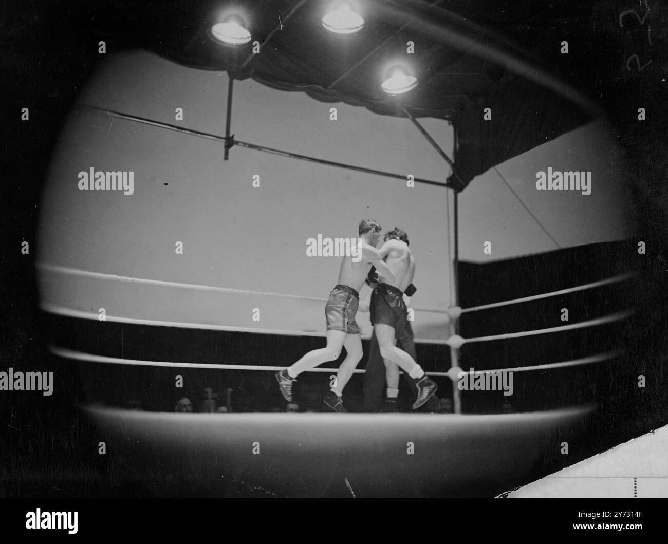 Swedish boxer hi-res stock photography and images - Alamy