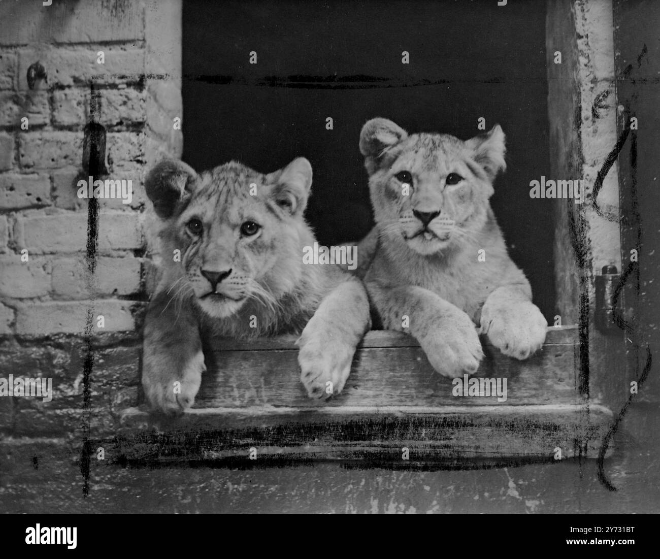 For hopeful paws. With their paws well in the picture, the London Zoo ...