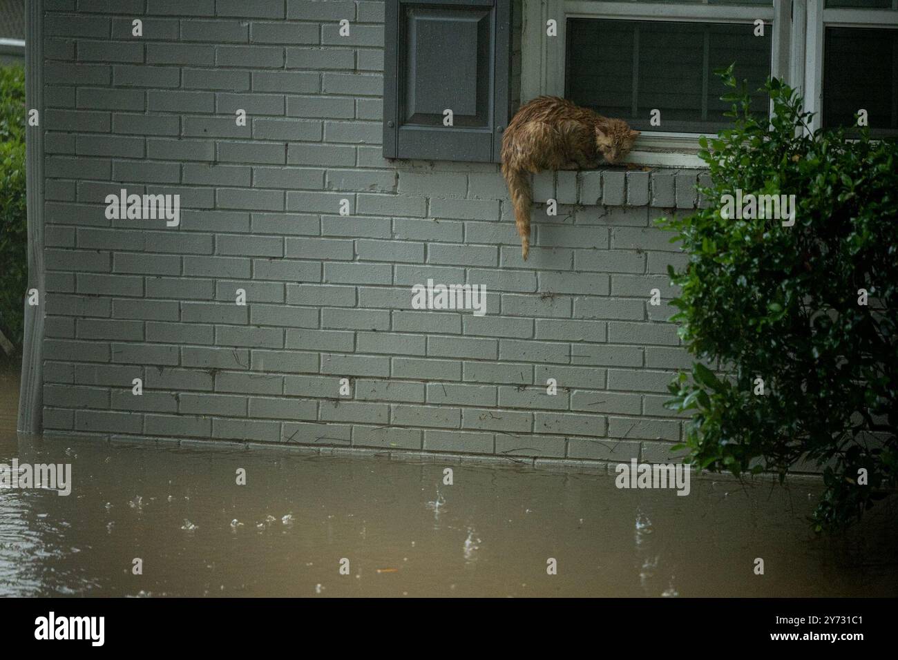 Atlanta, Georgia, USA. 27th Sep, 2024. Cat on widow ledge. Residents ...