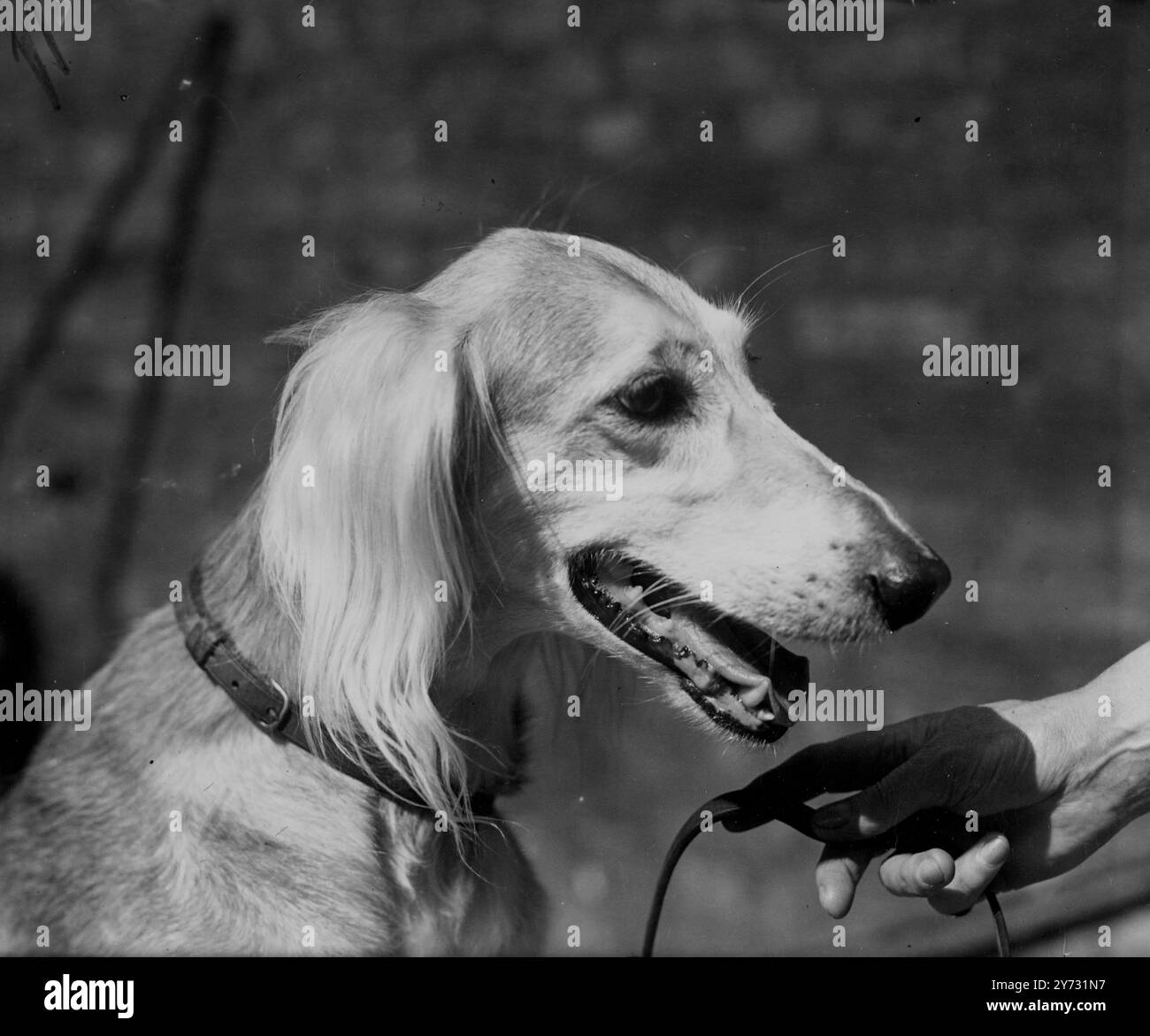 Saluki show. The Saluki or Gazelle Hound Club held its Championship ...