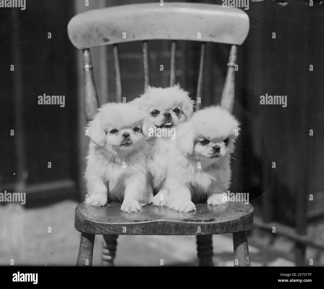 Oriental Aristocrats. The Pekingese Club's Championship Show was held ...