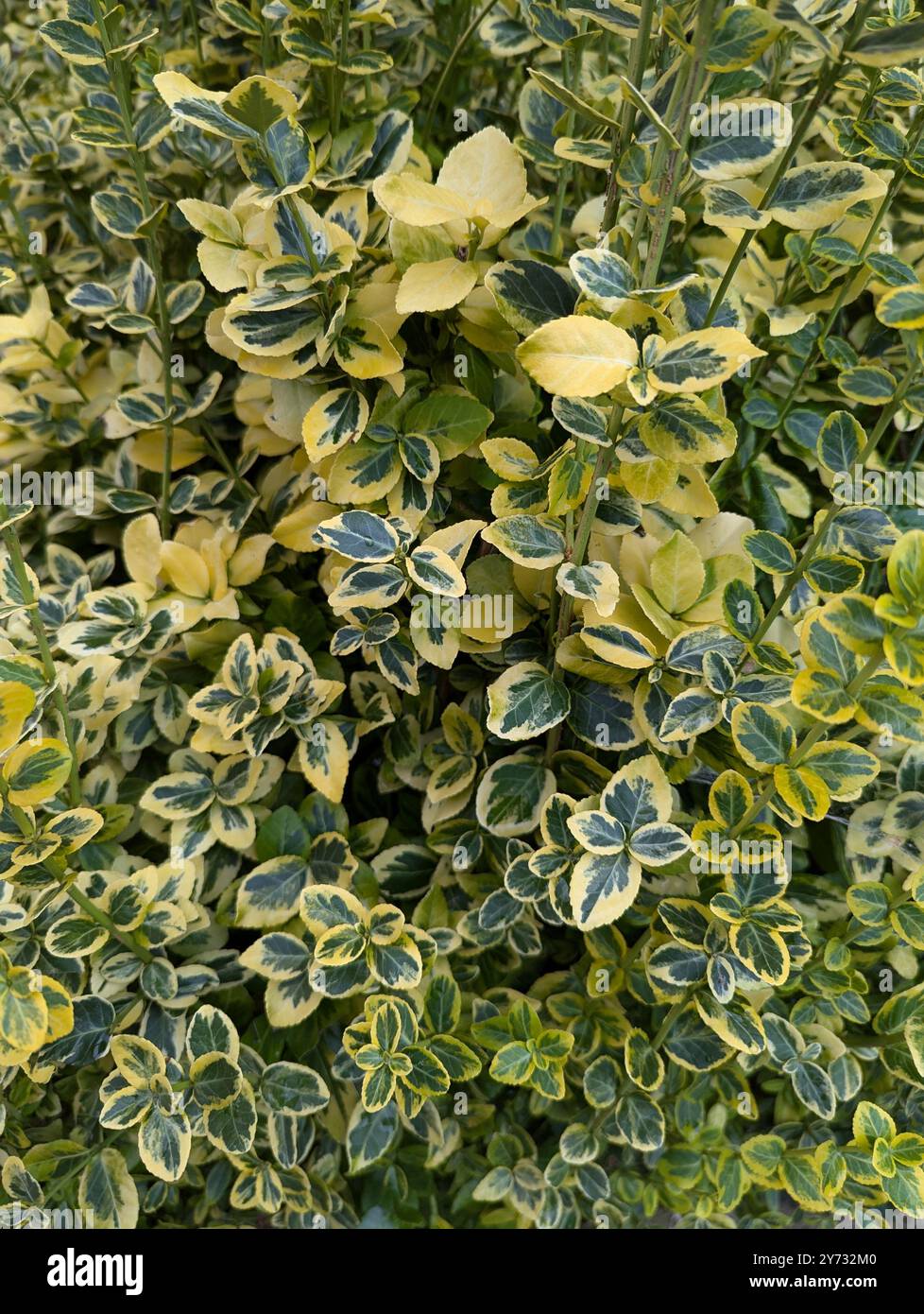 Hedge green hi-res stock photography and images - Alamy