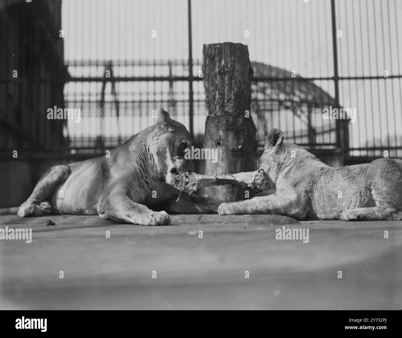 Into a juicy Black and White Stock Photos & Images - Alamy