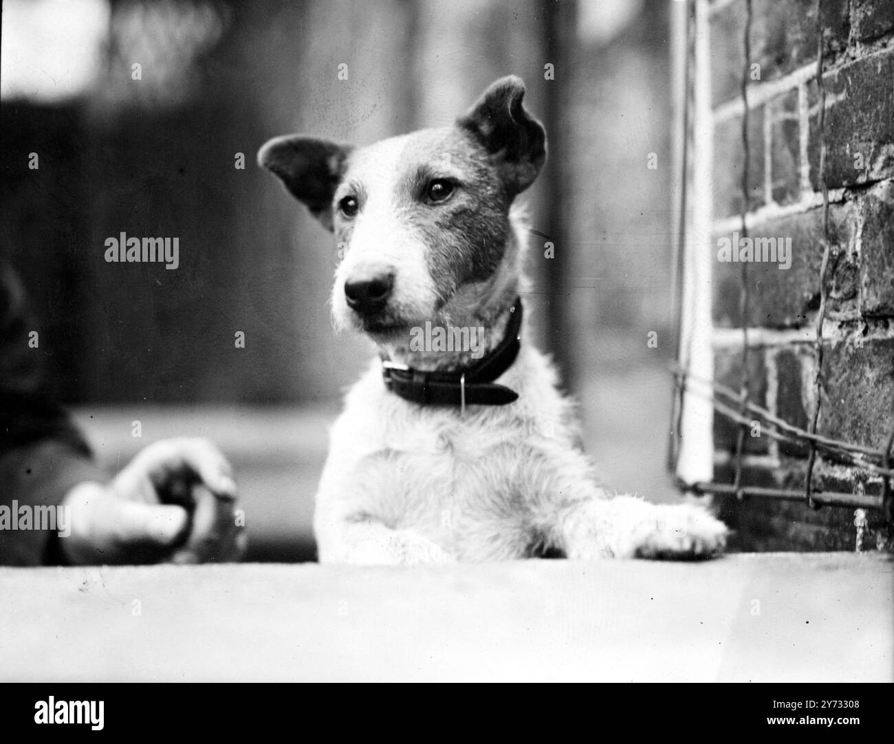 Will ye no come back again?. Jock the English Fox Terrier puppy with ...