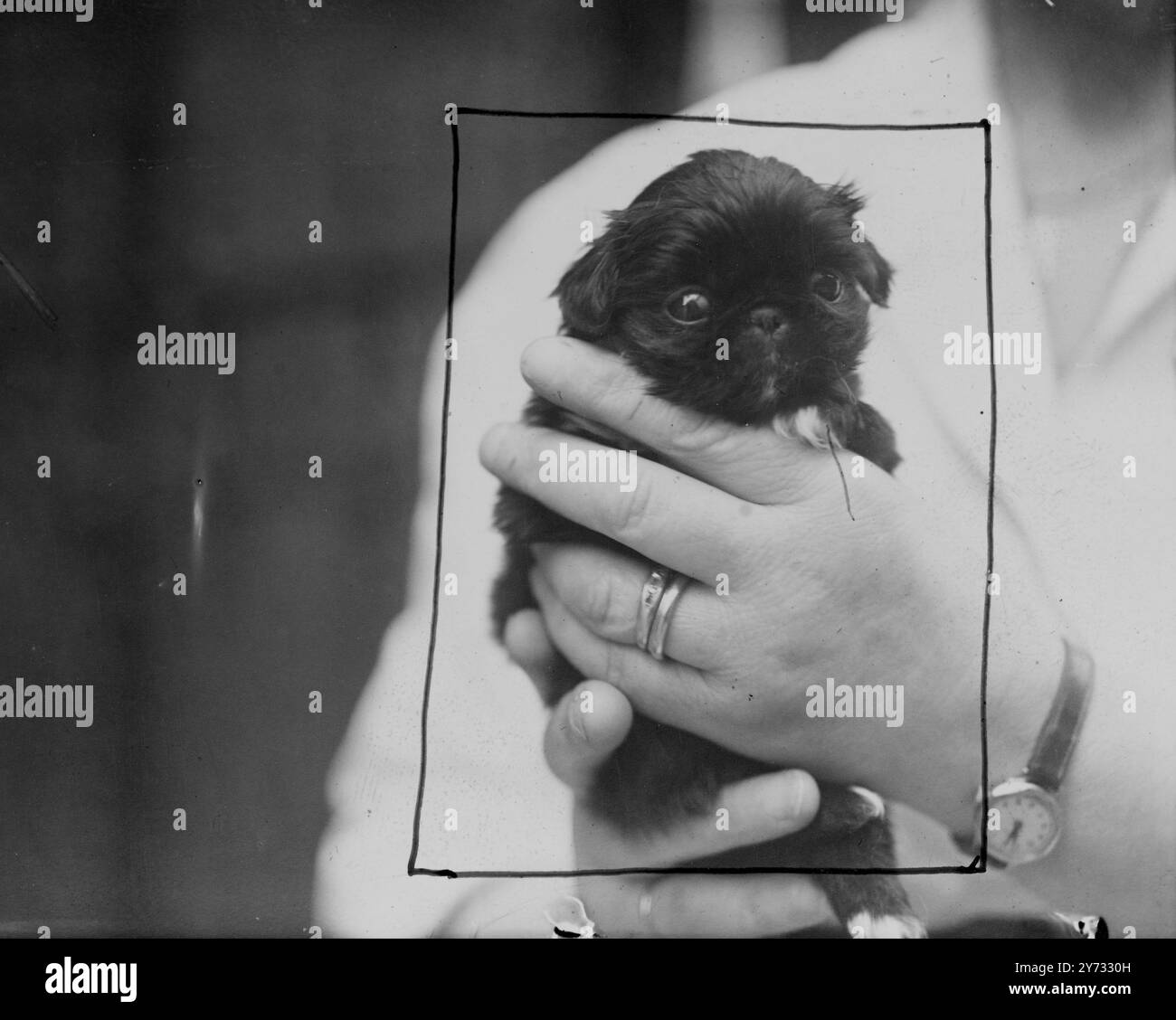 The London And Provincial Pekingese Clubs Championship Show was held at ...