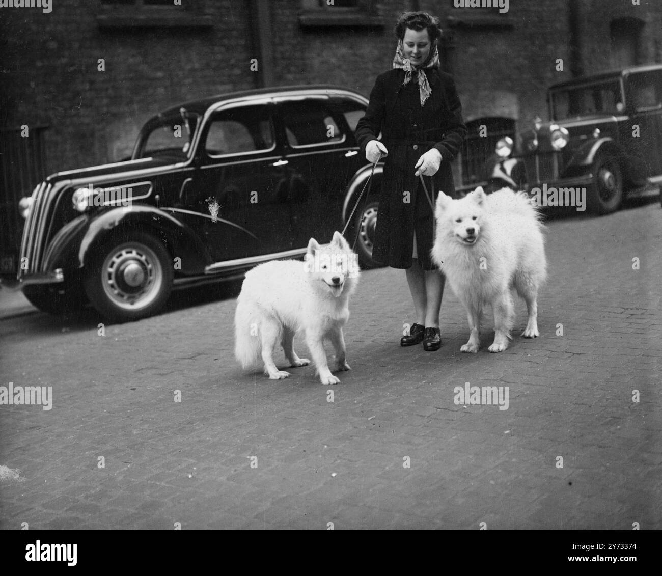 The first specialist Samoyed Championship Show ever staged to take ...
