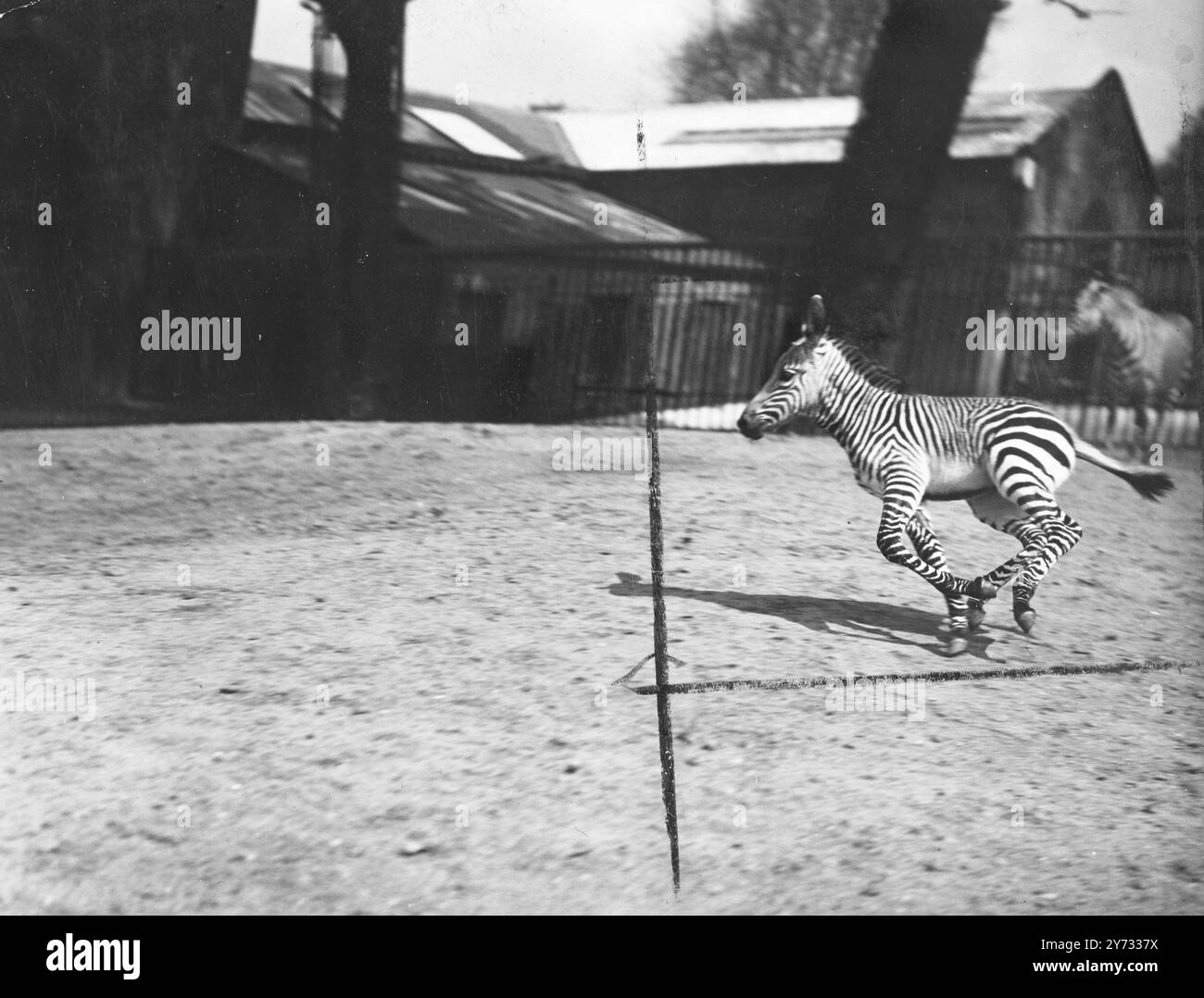 Born 12 days ago at the London zoo, 'Uno', baby Hartman's Mountain ...