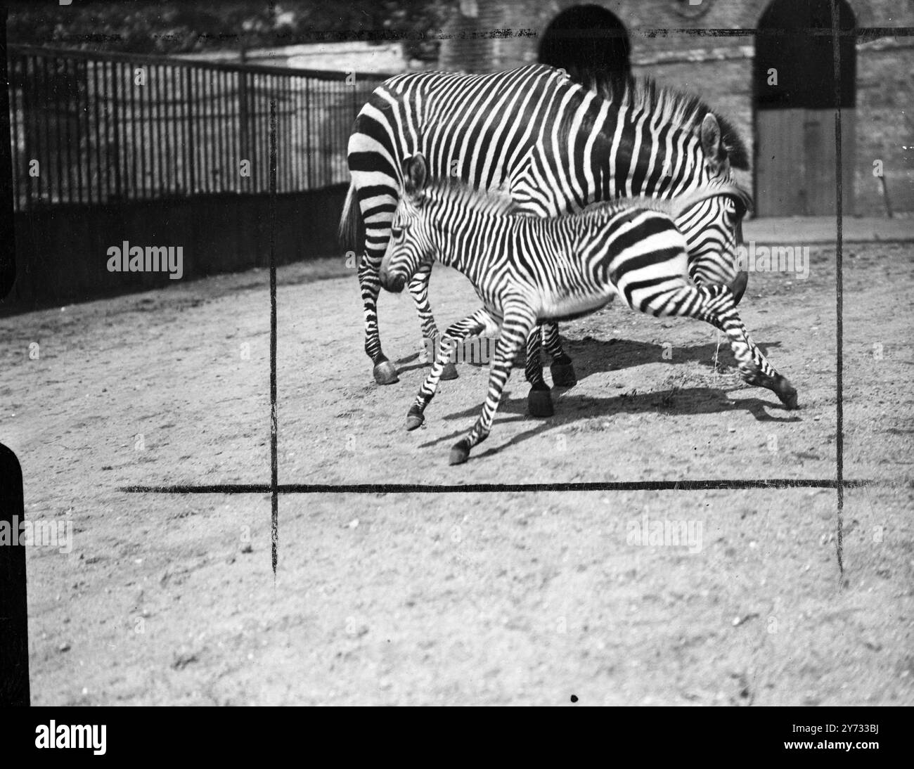 Born 12 days ago at the London zoo, 'Uno', baby Hartman's Mountain ...