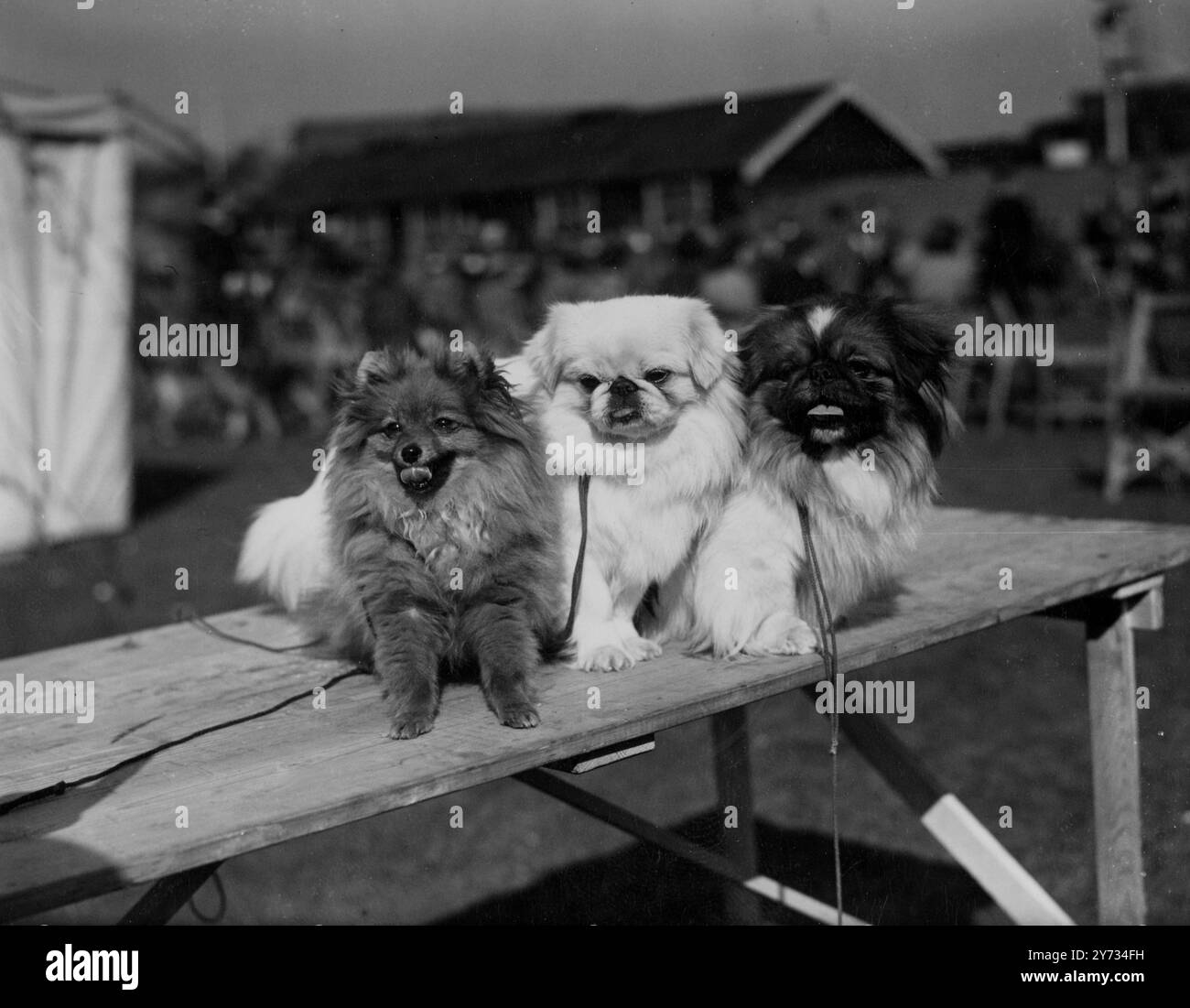 Country club west Black and White Stock Photos & Images - Alamy