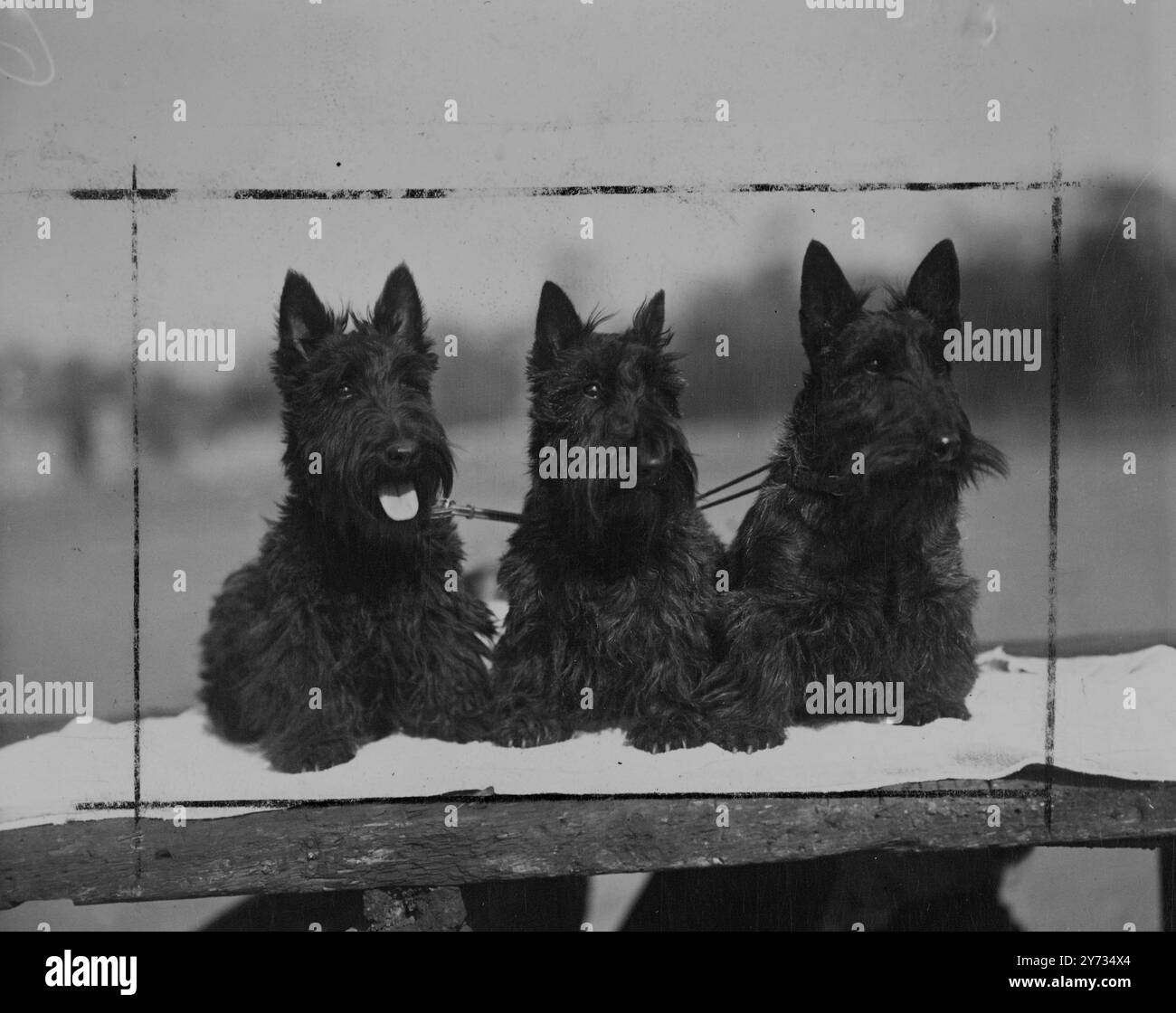 The Scottish Terriers made a picture at the Kent County canine ...