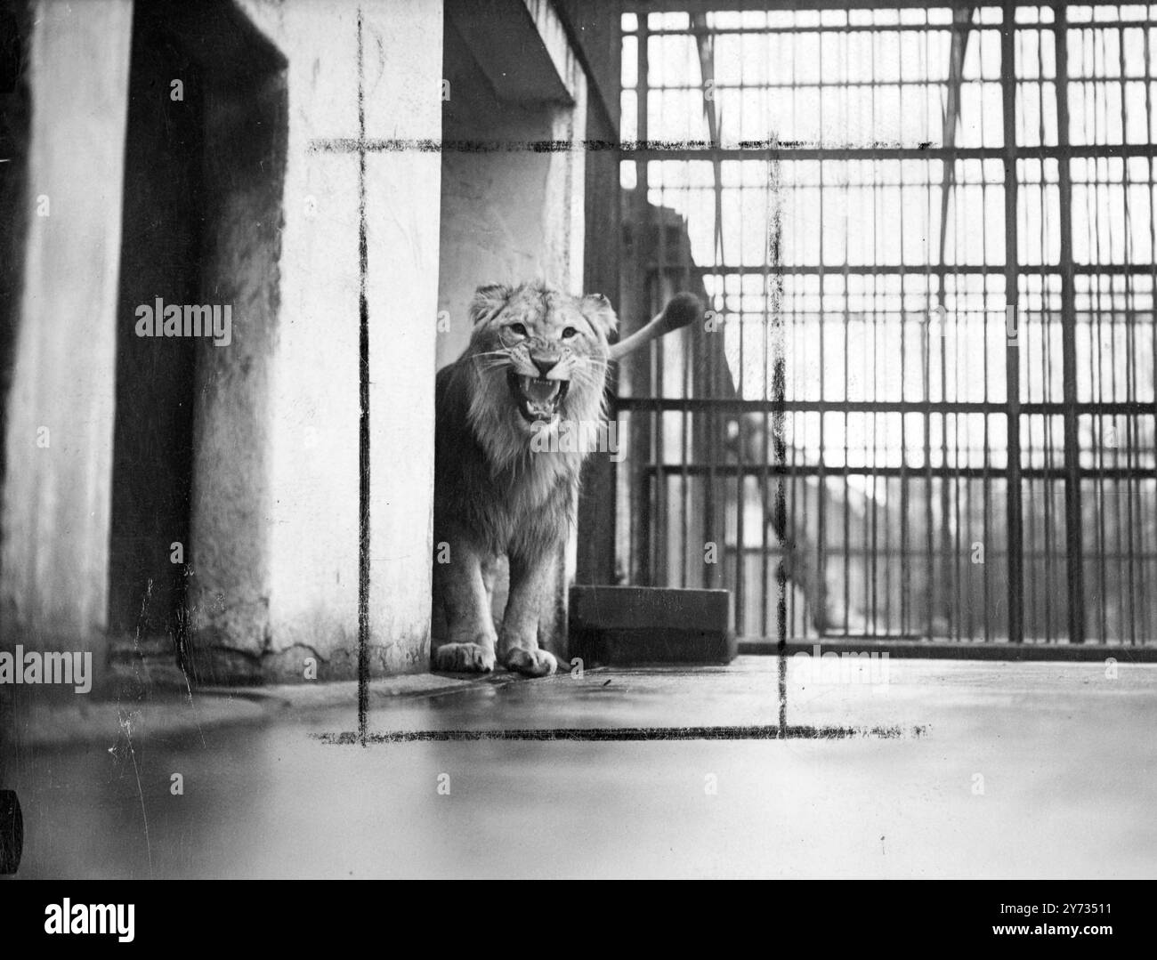 Mareth roars disapproval. The son of Mr Churchill's African lion Rota ...