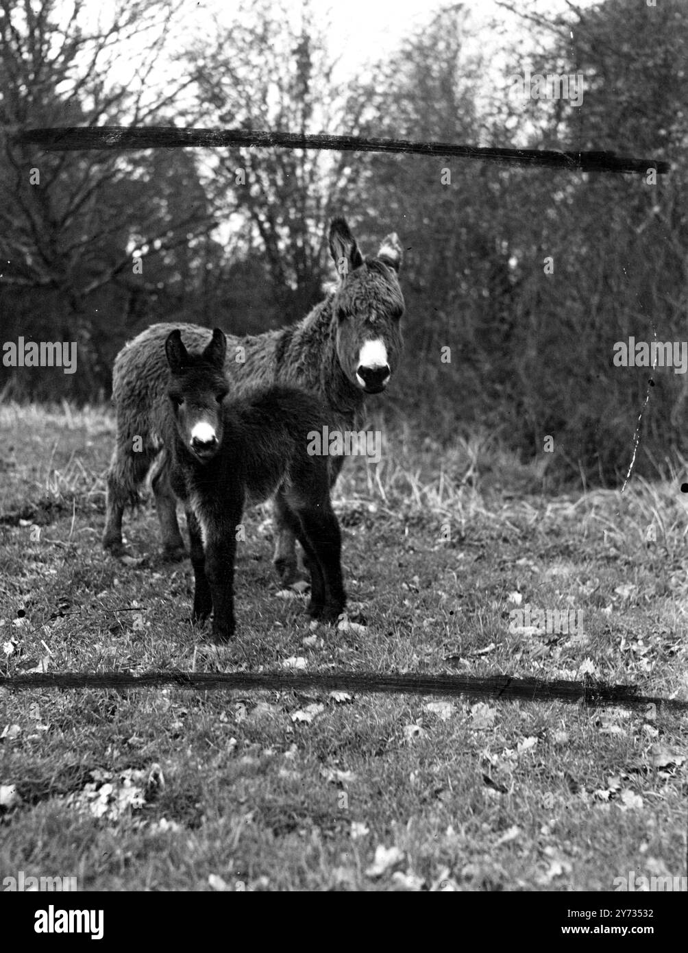 Mule with white nose hi-res stock photography and images - Alamy