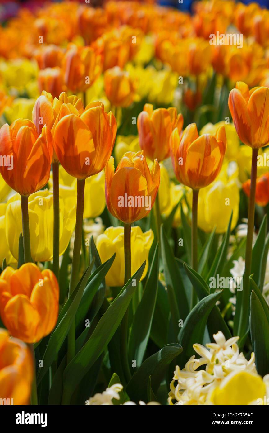 Bright orange bloom hi-res stock photography and images - Alamy