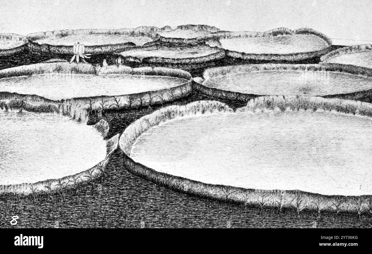 At the age of three to four months : A Victoria Regia water-lily in ...