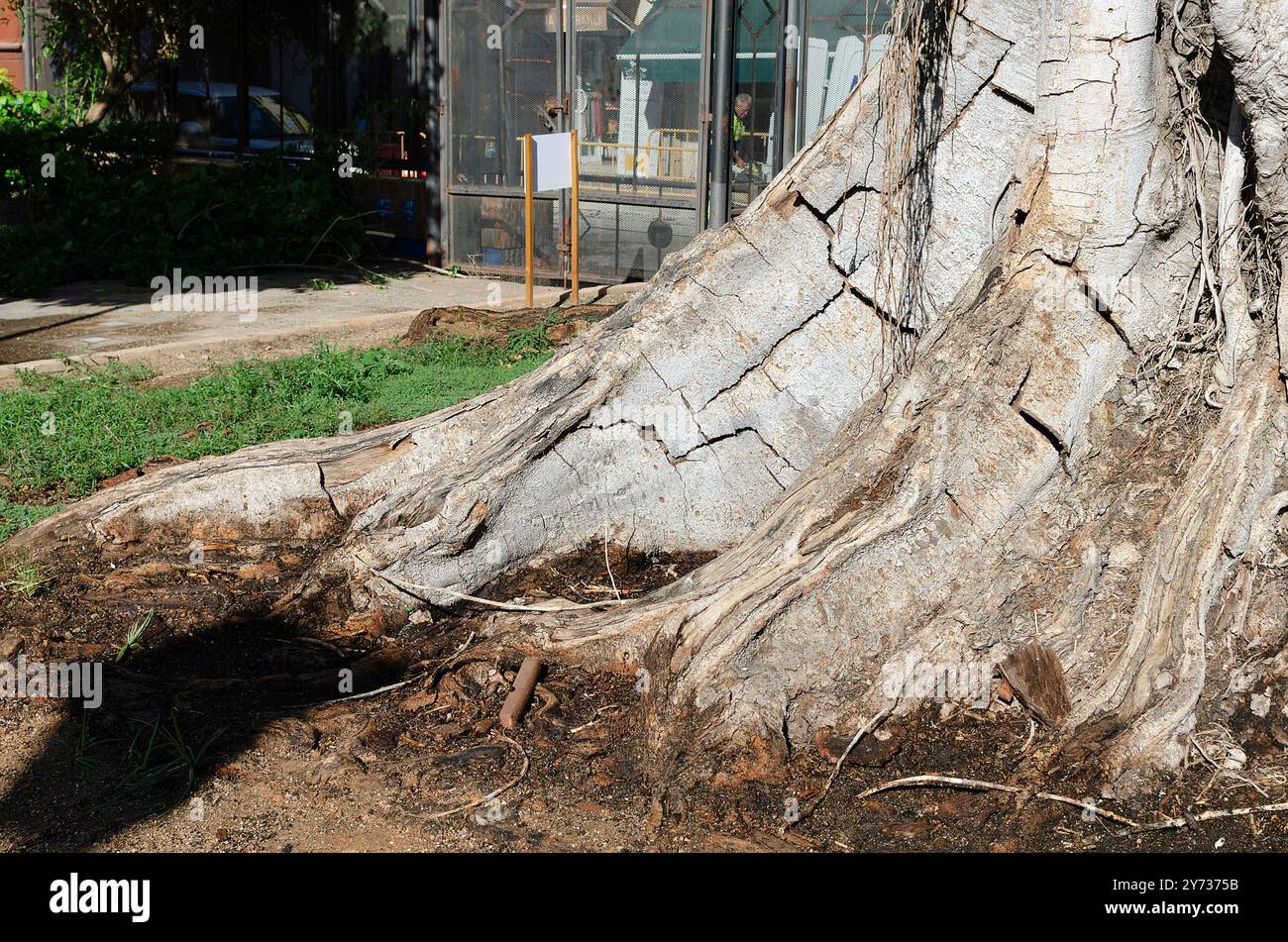 Closeup of a Ficus tree (111 years old) planted in 1913 in the Triana ...