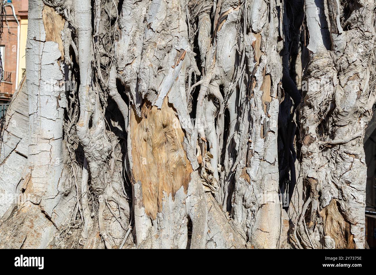 Closeup of a Ficus tree (111 years old) planted in 1913 in the Triana ...