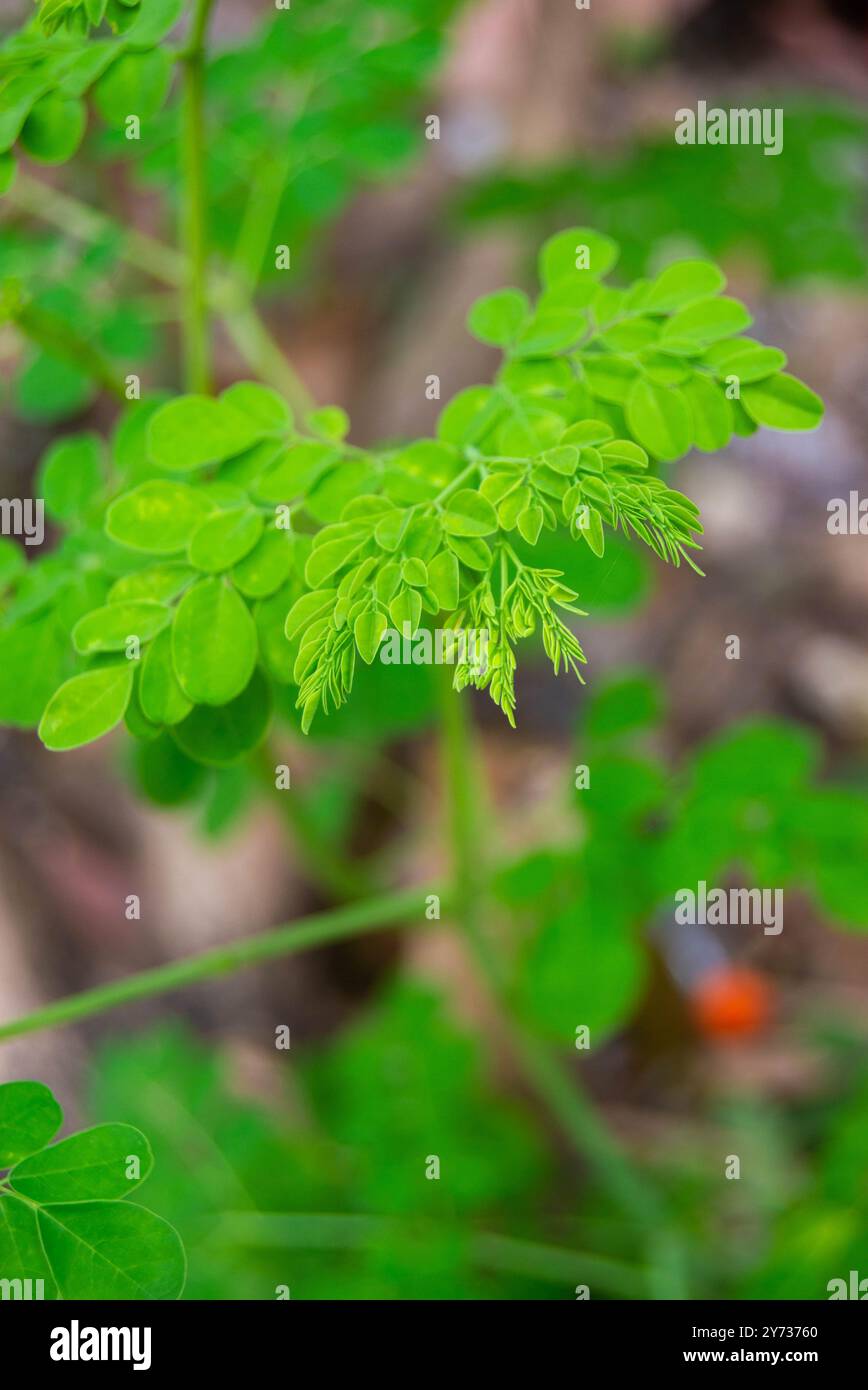 Fresh moringa leaves hi-res stock photography and images - Alamy