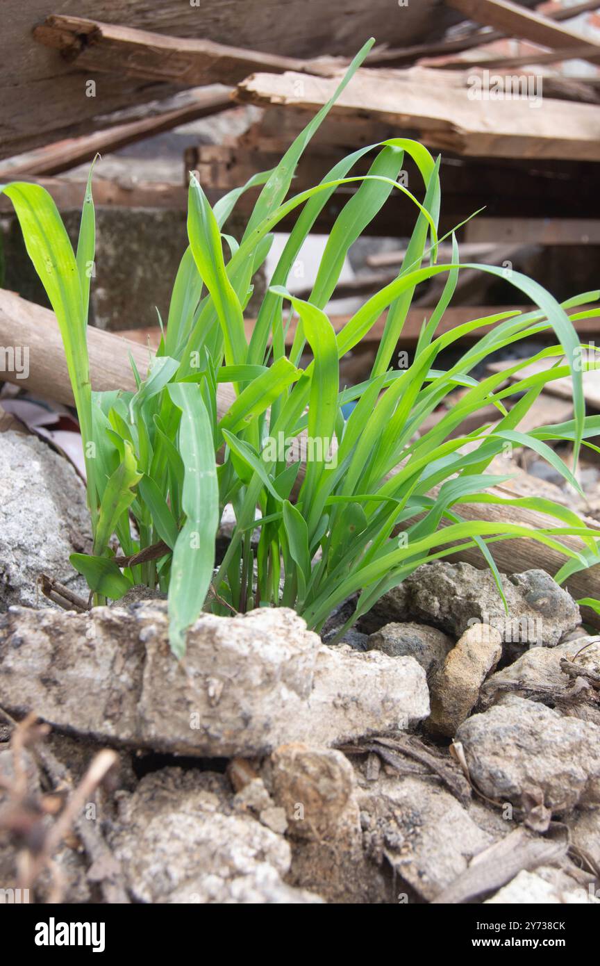 Corn leafs on beautiful hi-res stock photography and images - Alamy